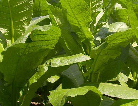 Tobacco Product FDA Consultant | Humphrey Regulatory Consulting